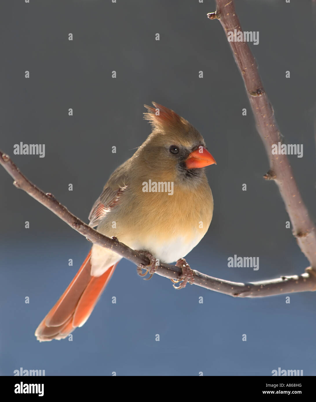 Female Northern Cardinal, Cardinalis cardinalis, perched on a branch in ...