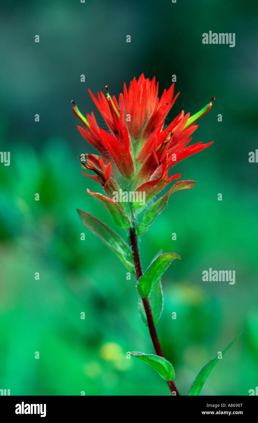 Paintbrush seed hi-res stock photography and images - Alamy