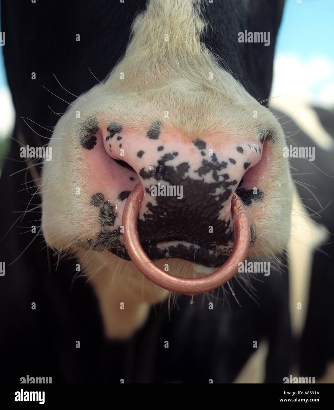Copper nose ring hi-res stock photography and images - Alamy