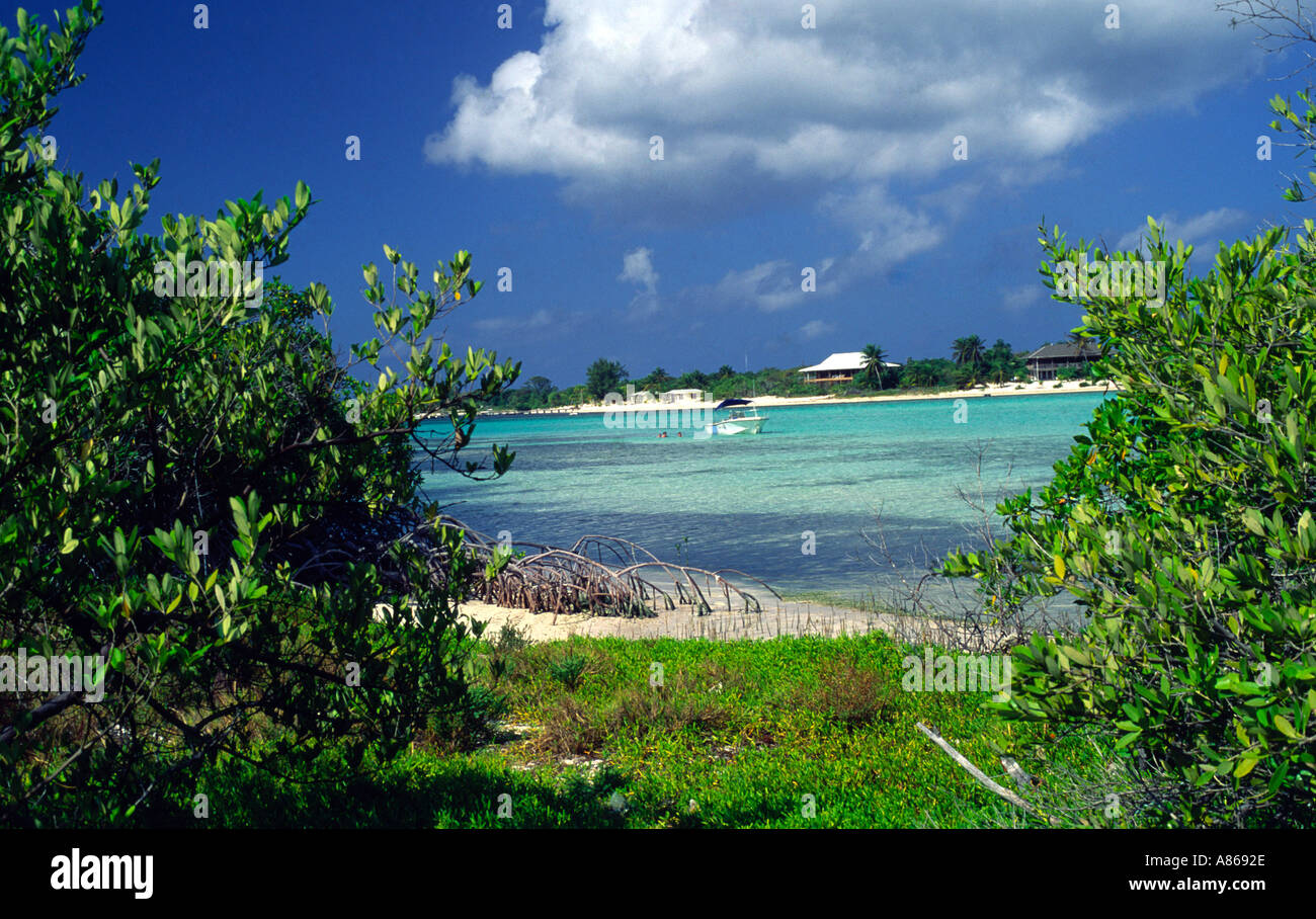 Lagoon and mangrove Owen Island Little Cayman Cayman Islands Stock ...