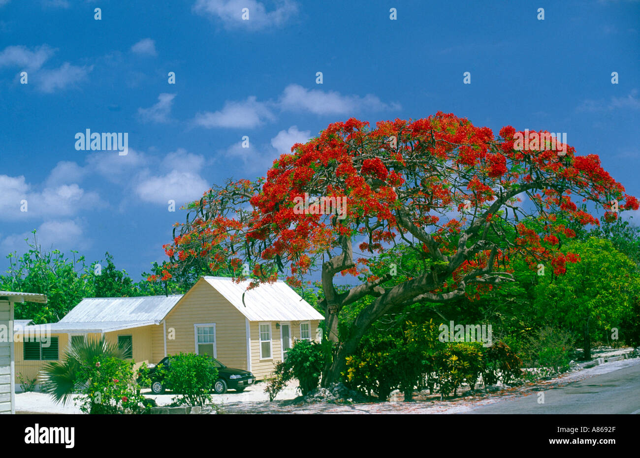 Traditional house flame tree cayman hi-res stock photography and images ...