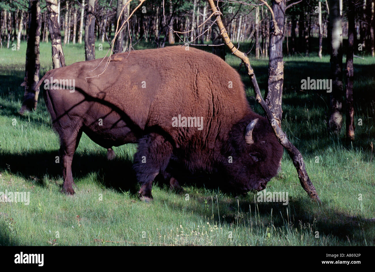 Tatonka hi-res stock photography and images - Alamy