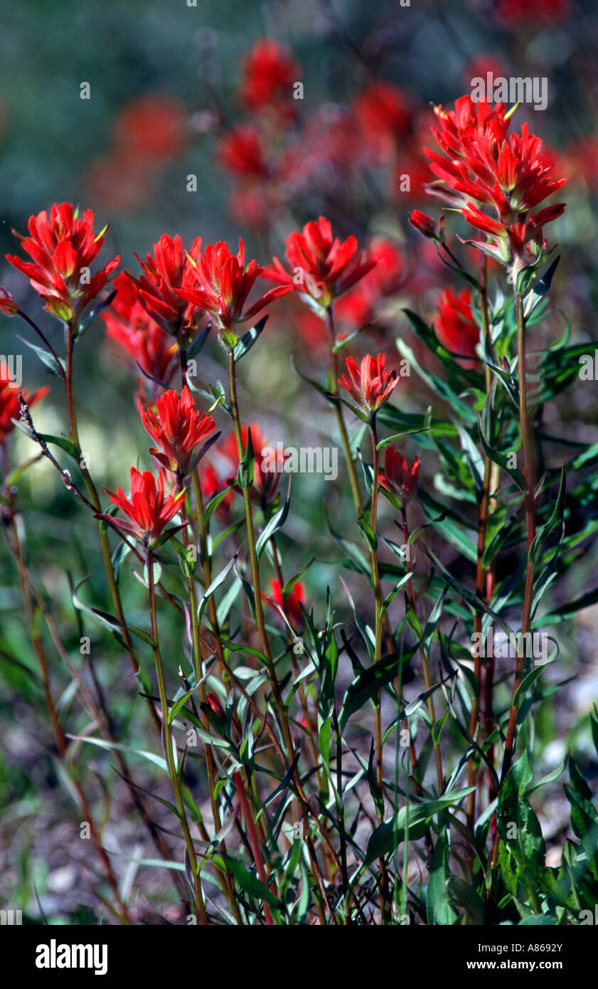 Paintbrush seed hi-res stock photography and images - Alamy