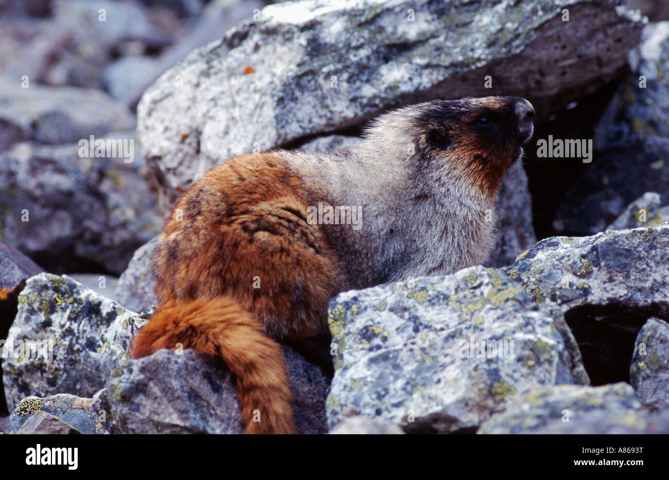 Lazy marmot hi-res stock photography and images - Alamy