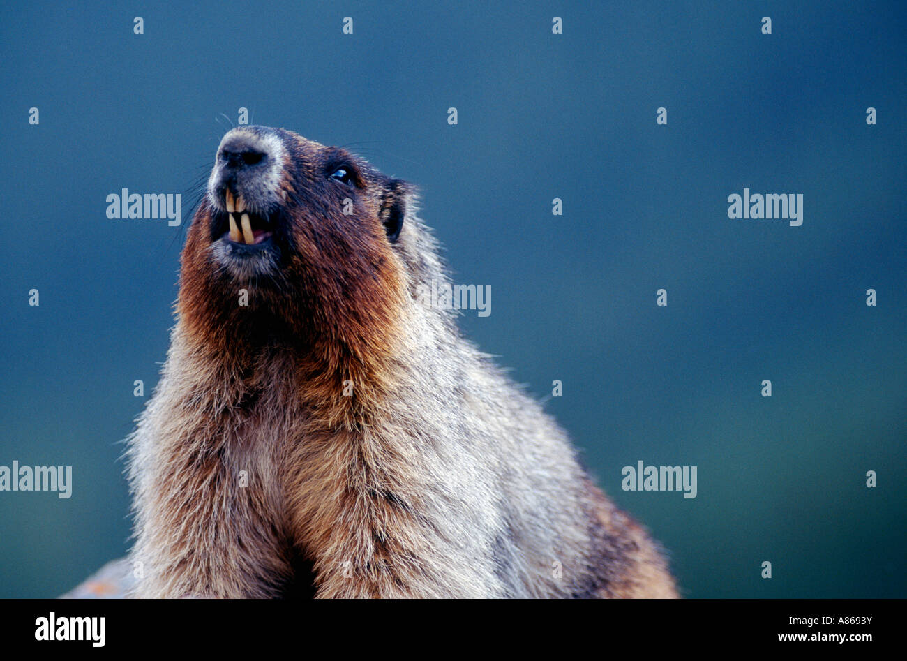 Marmot mouth open hi-res stock photography and images - Alamy