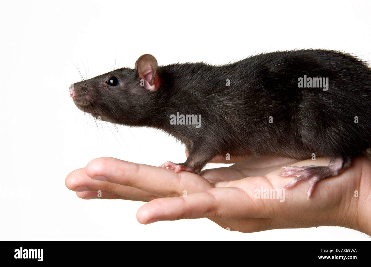 A person gently holds a black rat on their palm, showcasing the animal ...