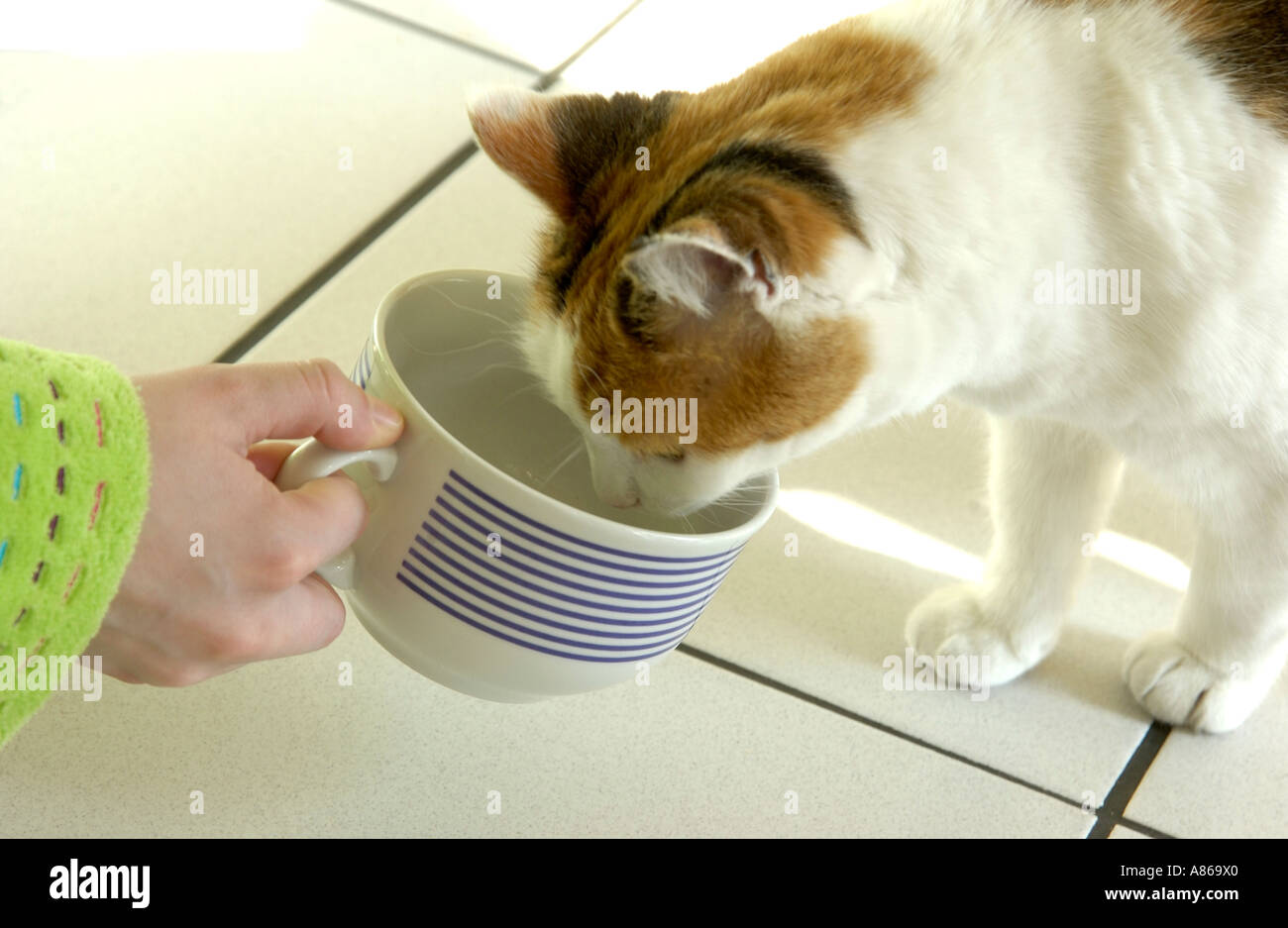 Cat drinking milk out of a cup held by its owner Stock Photo - Alamy