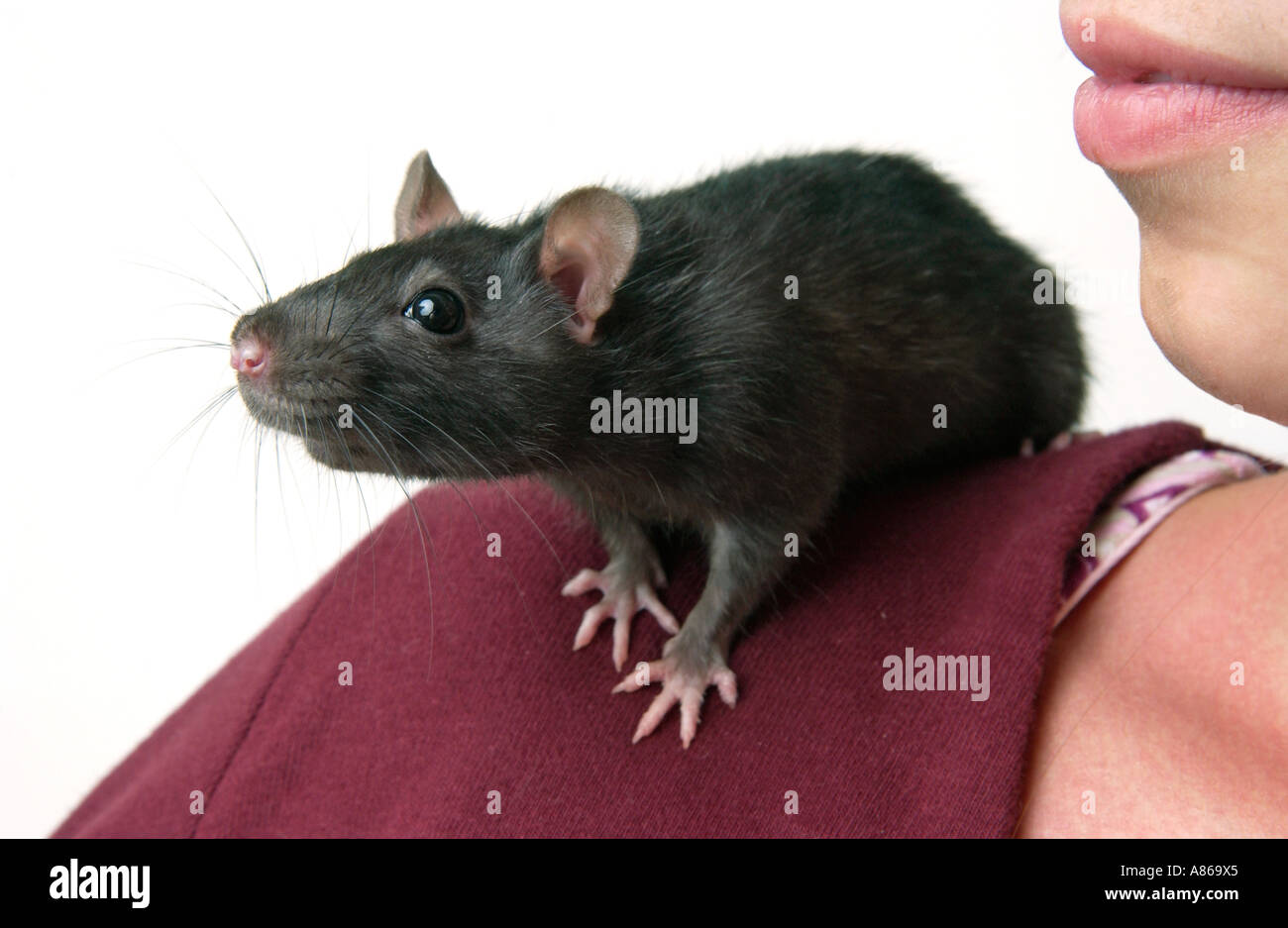 A black rat is comfortably resting on the shoulder of an individual ...