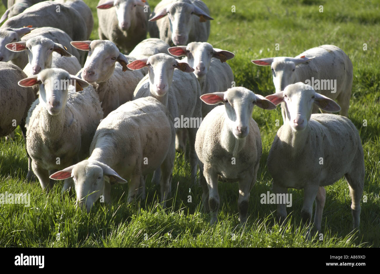 Sheeps Fleece High Resolution Stock Photography and Images - Alamy