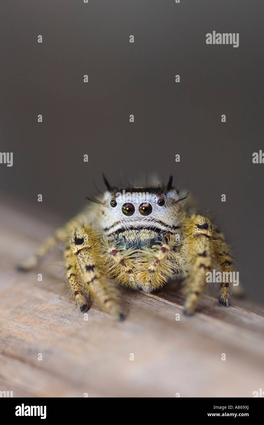 Jumping spider new hi-res stock photography and images - Alamy