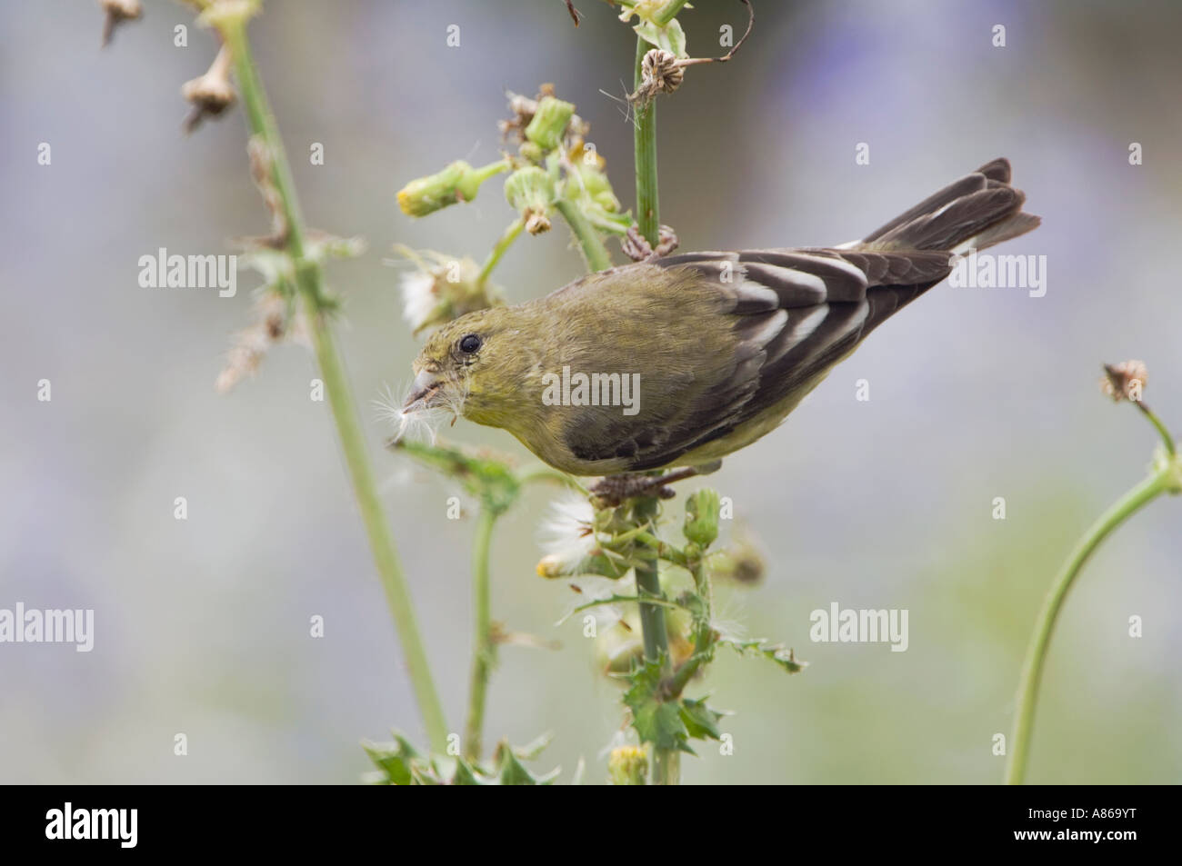 Lesser Goldfinch Carduelis psaltria female eating seeds of Spiny Sow ...
