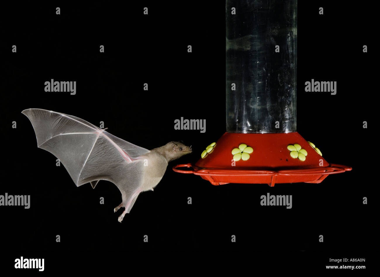 Lesser Long-nosed Bat Leptonycteris curasoae adult in flight at night ...