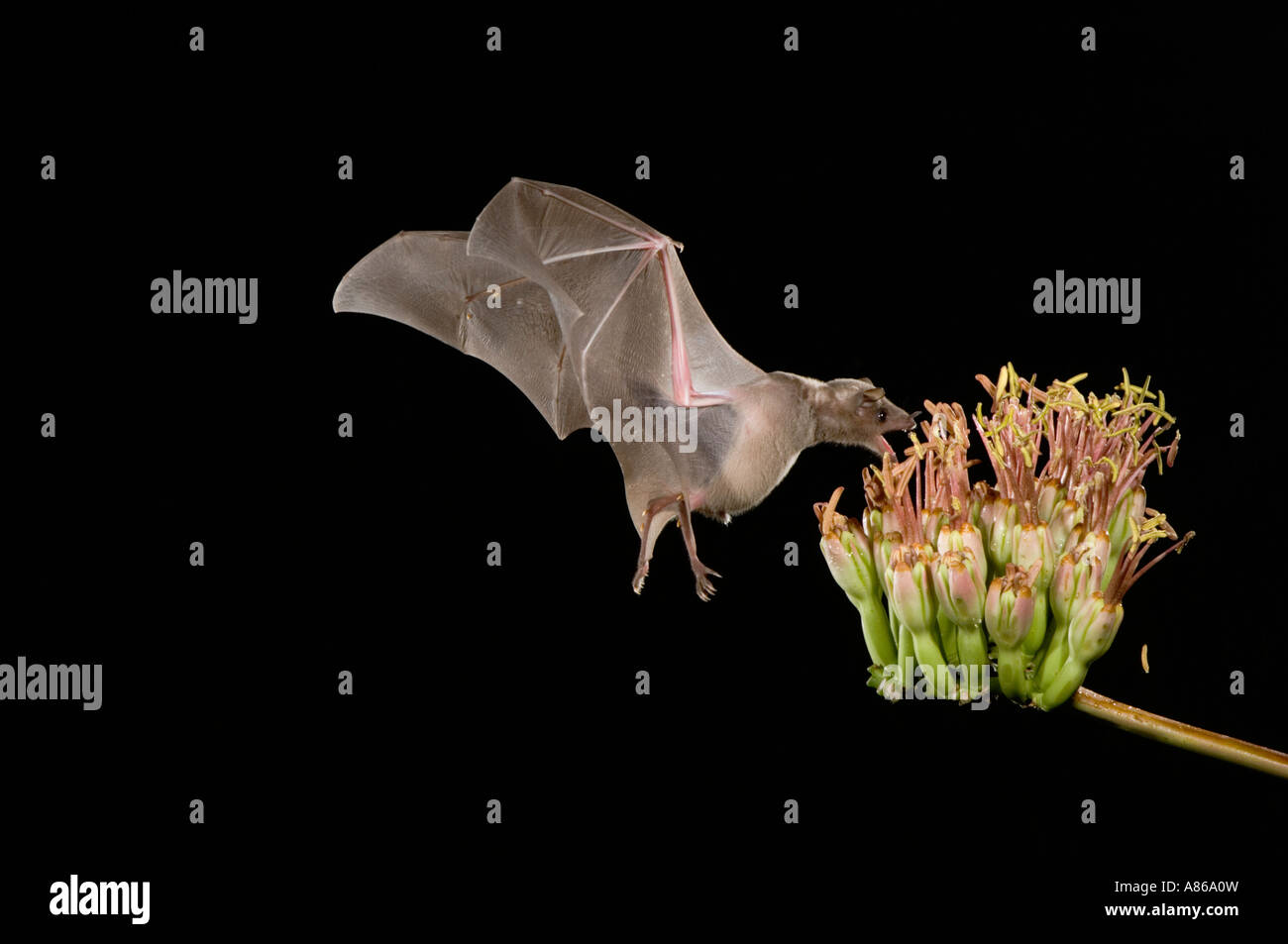 Lesser Long-nosed Bat Leptonycteris curasoae adult in flight at night ...