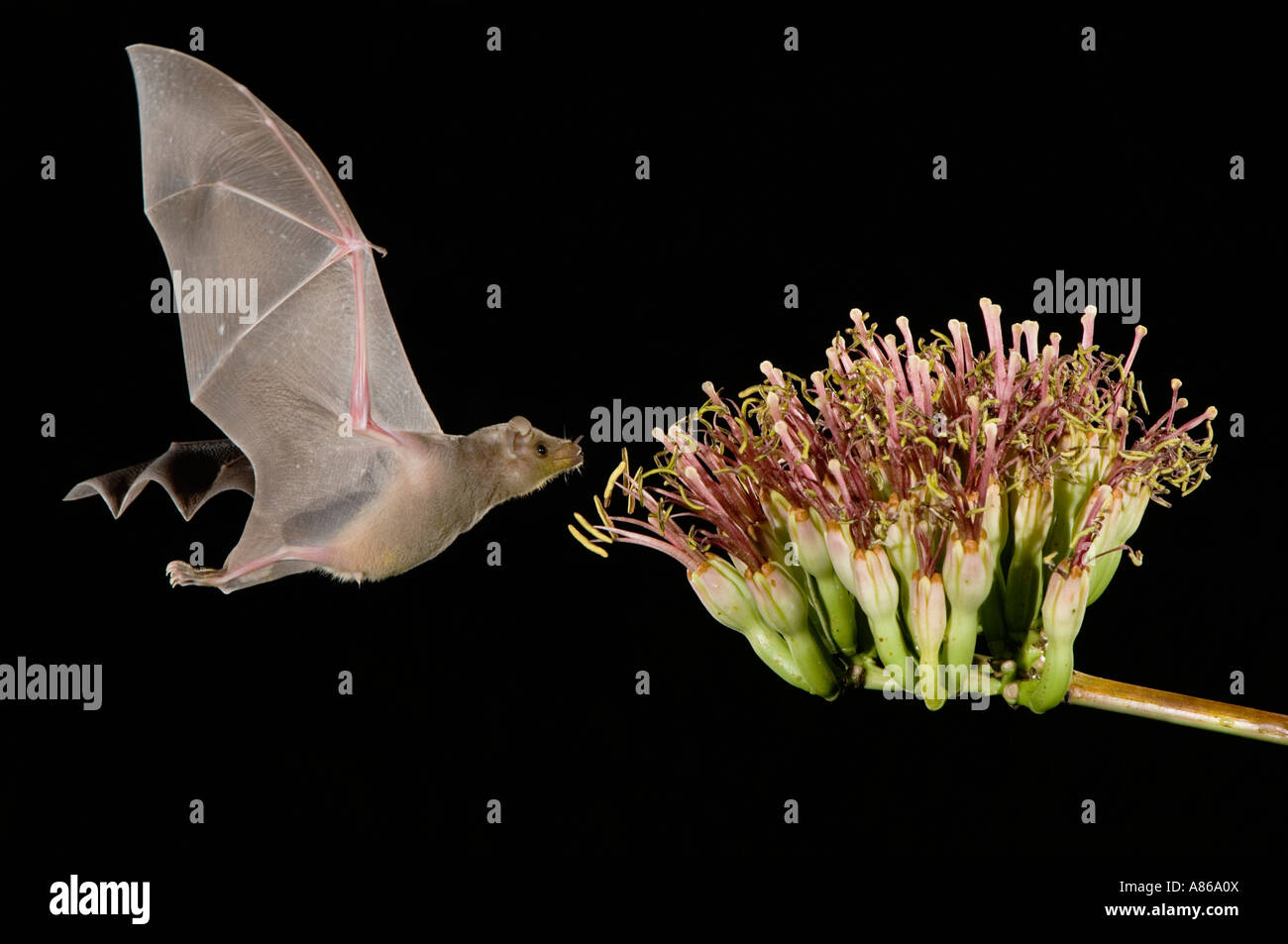 Lesser Long-nosed Bat Leptonycteris curasoae adult in flight at night ...