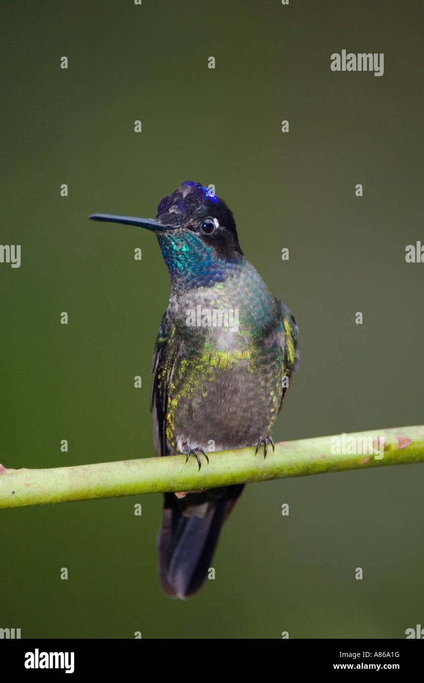 Magnificent Hummingbird Eugenes fulgens male perched Central Valley ...
