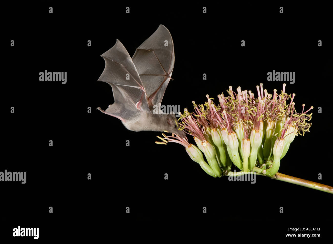 Mexican Long-tongued Bat Choeronycteris mexicana adult in flight at ...