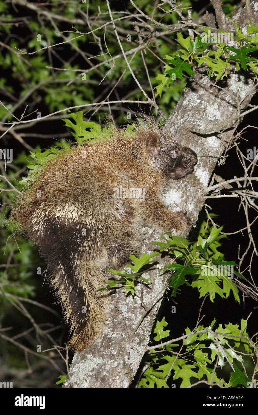 North American Porcupine Erethizon dorsatum adult climbing Texas Oak ...