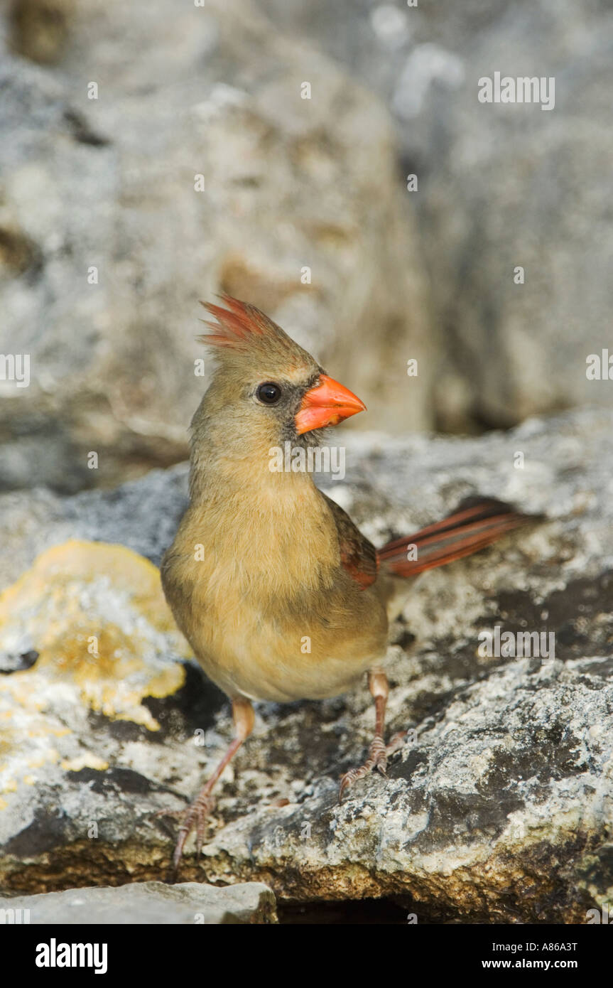 Northern Cardinal Cardinalis cardinalis female drinking Uvalde County ...