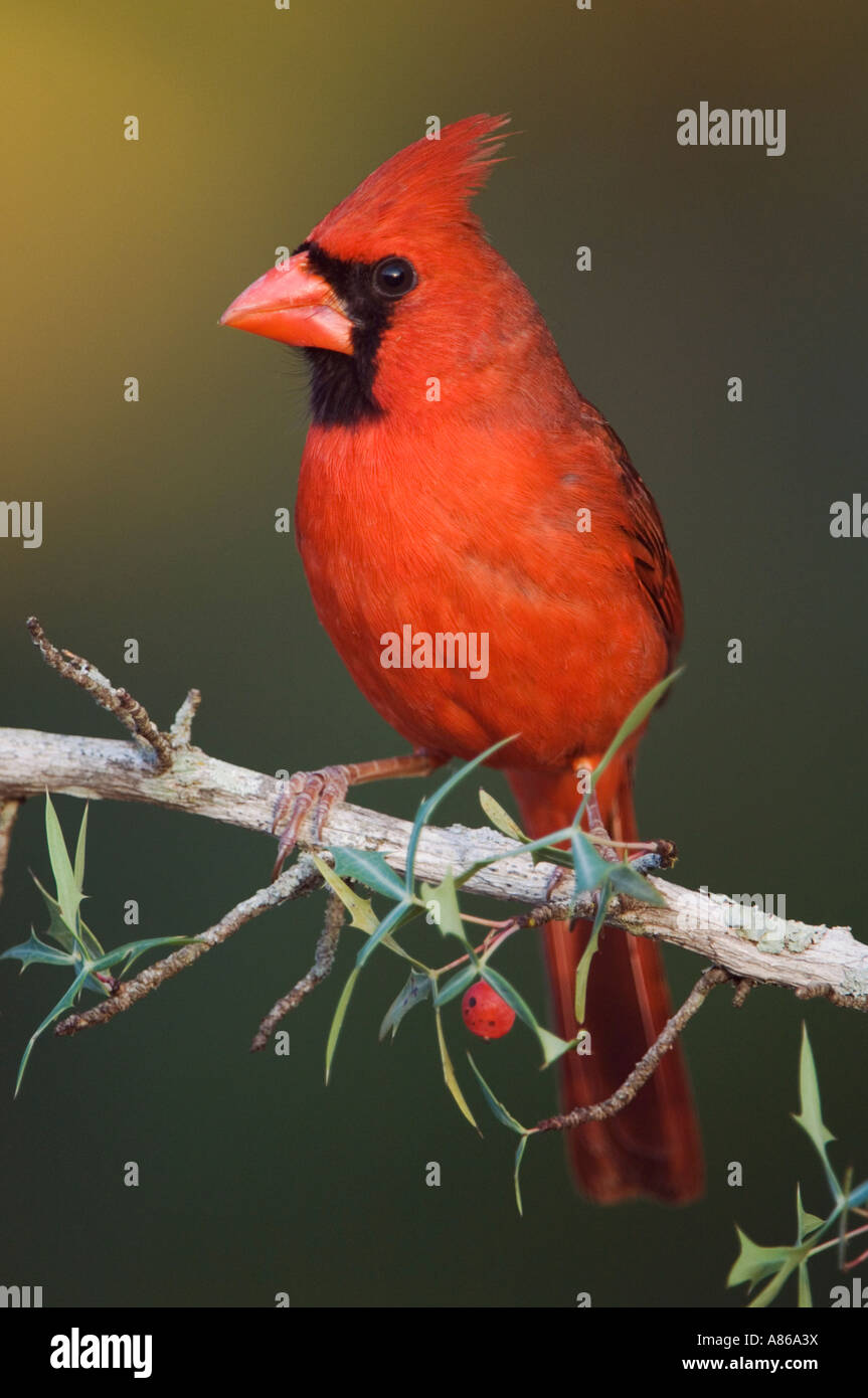 Northern Cardinal Cardinalis cardinalis male on Agarita Berberis ...