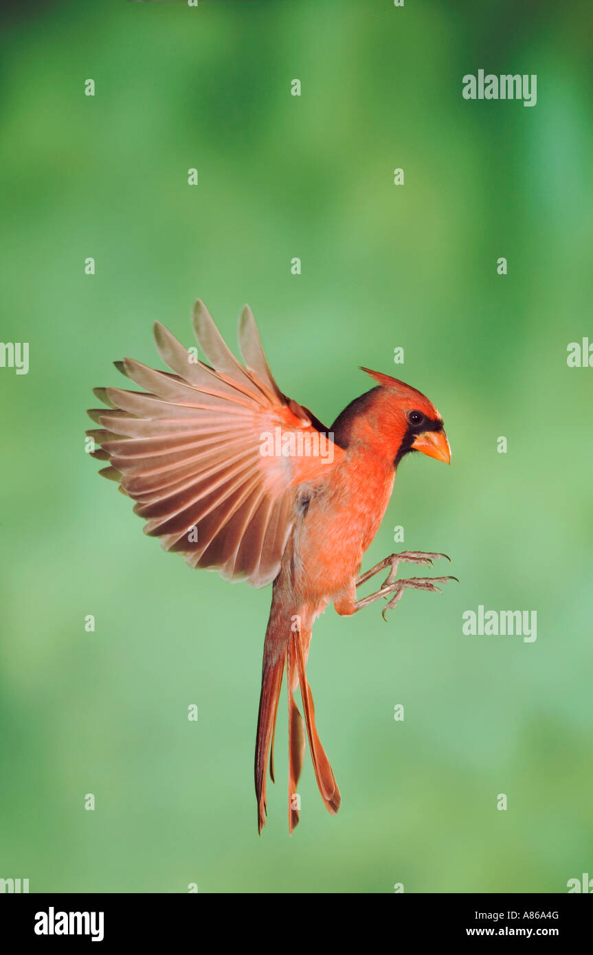 Male Cardinal In Flight Northern Cardinal Bird In Flight Isolated On