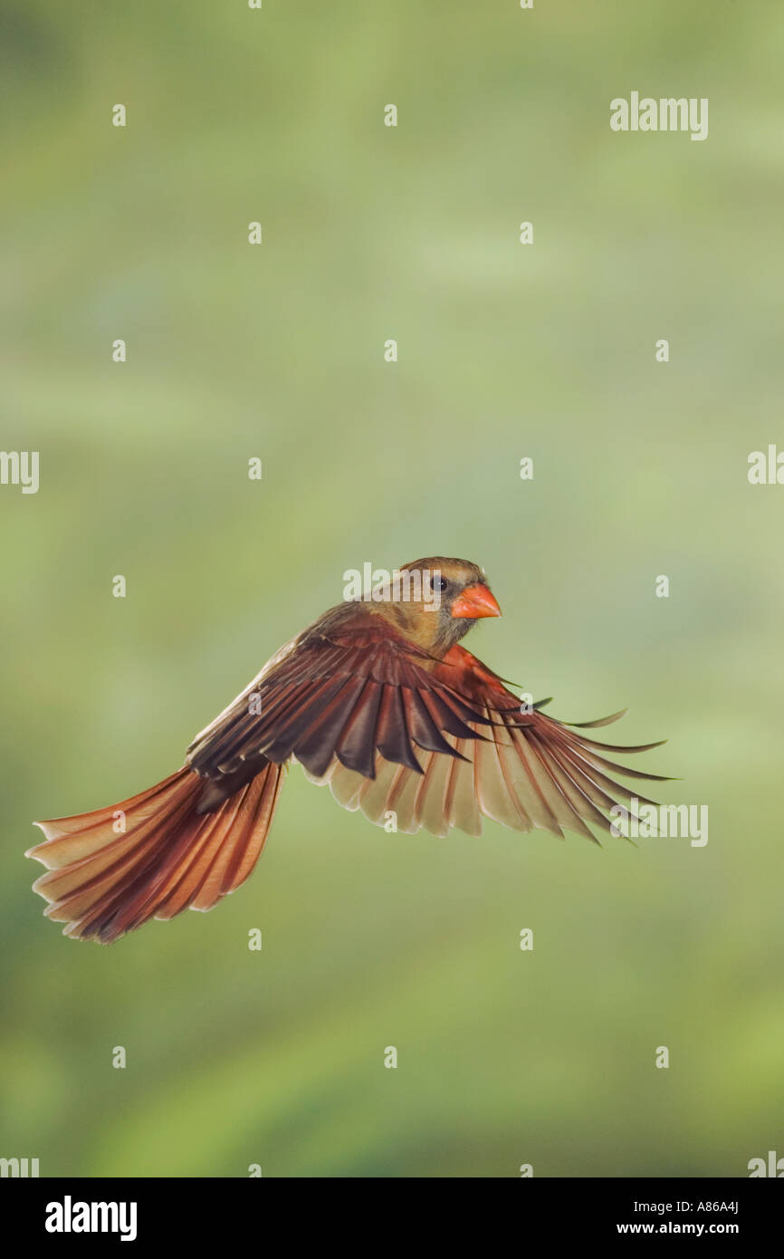 Northern Cardinal Cardinalis cardinalis female in flight New Braunfels ...