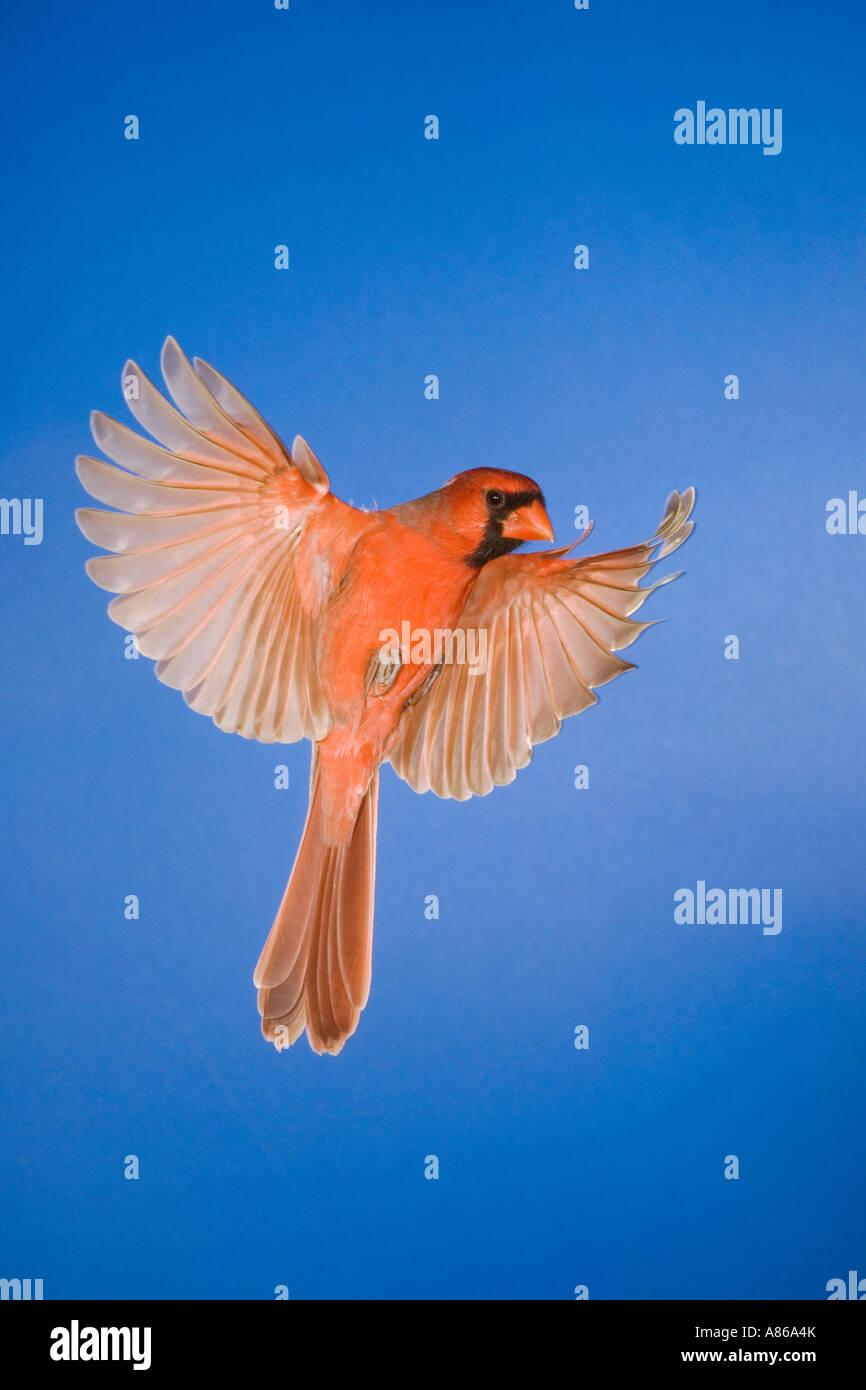 Cardinal Flying Northern Cardinal | Diet, Habitat & Facts | Britannica