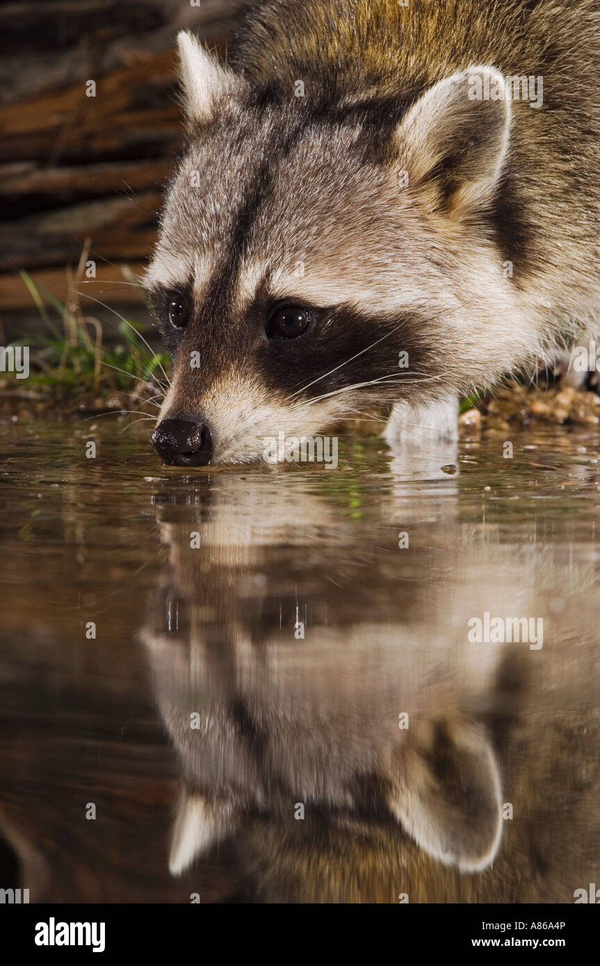 Raccoon drinking water hi-res stock photography and images - Alamy