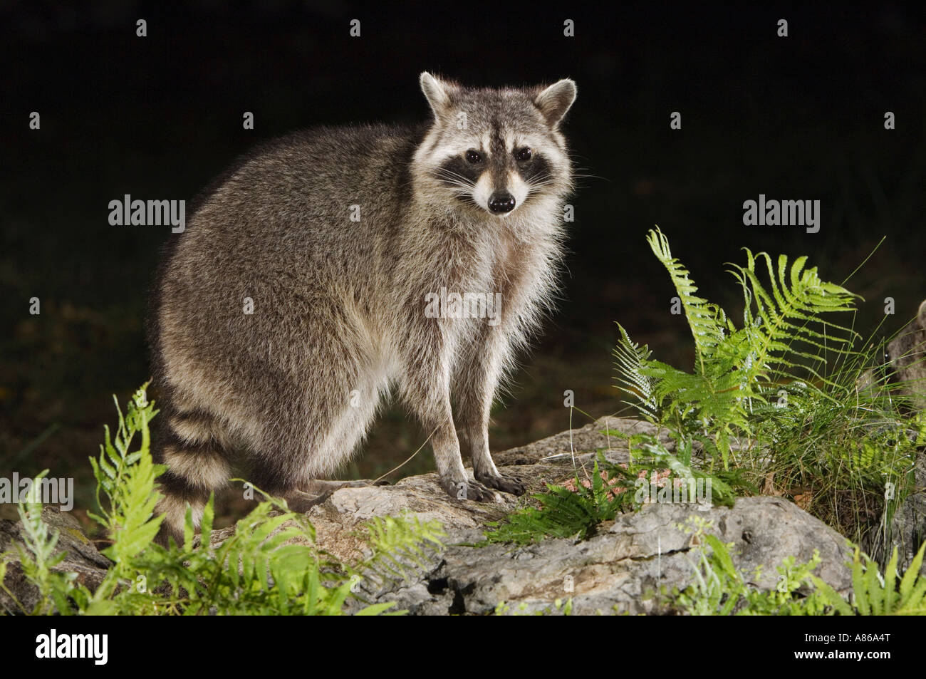 Northern Raccoon Procyon lotor adult at spring fed pond with fern ...