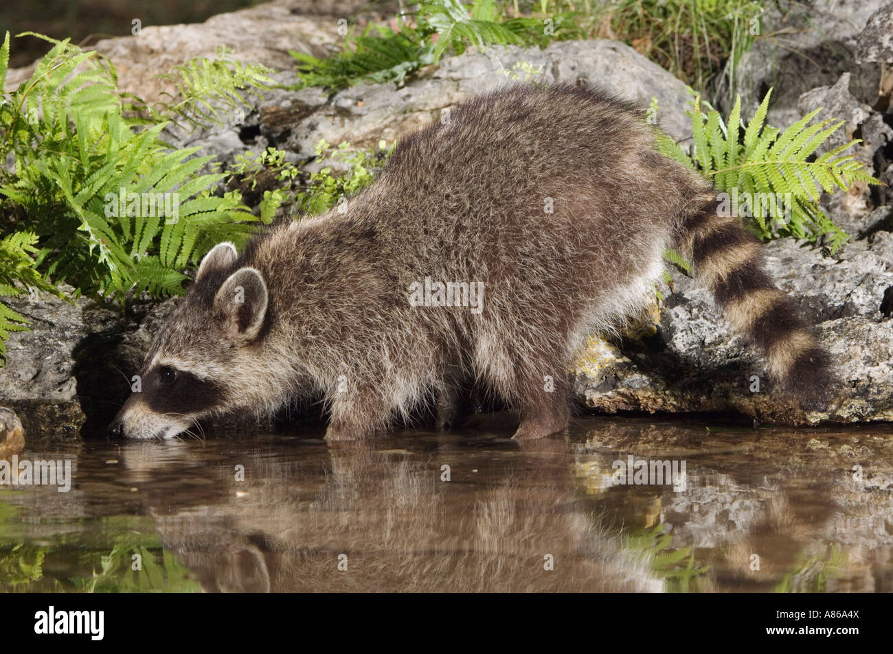 Raccoon drinking water hi-res stock photography and images - Alamy