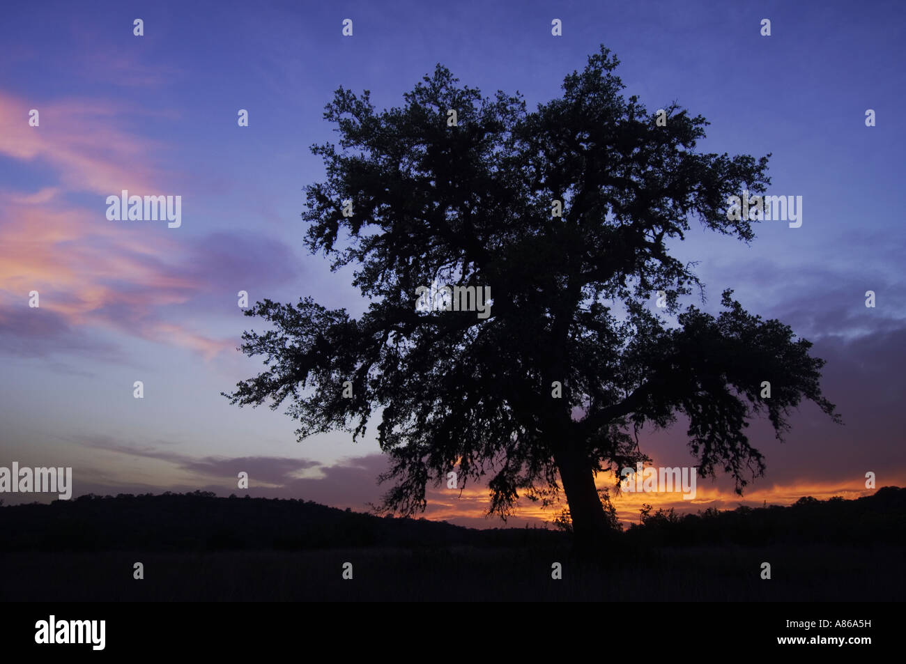 Live Oak Quercus virginiana oak tree at sunset Uvalde County Hill ...