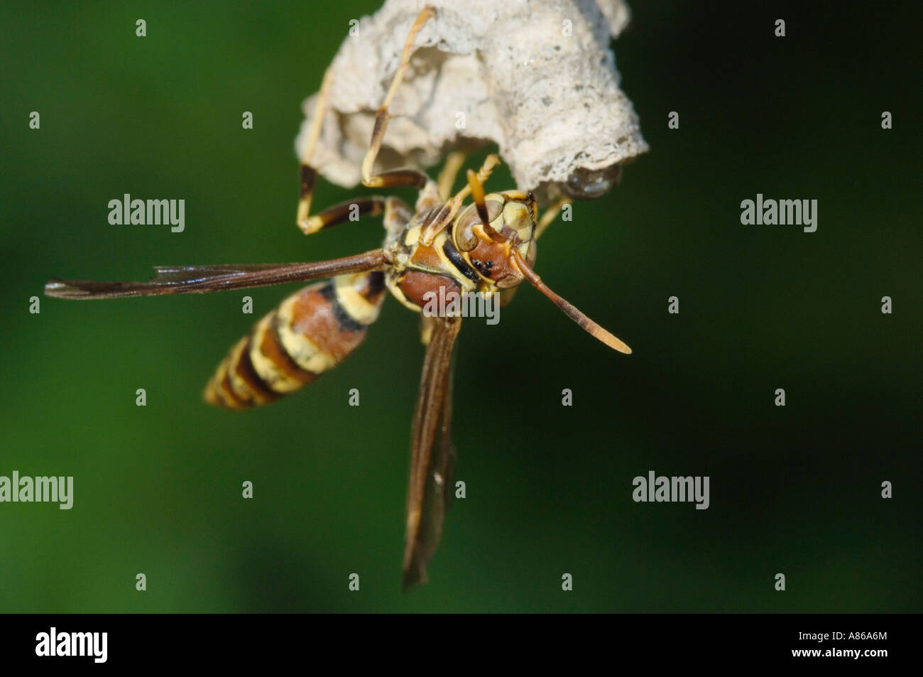 Polistes wasps nest sp hi-res stock photography and images - Alamy