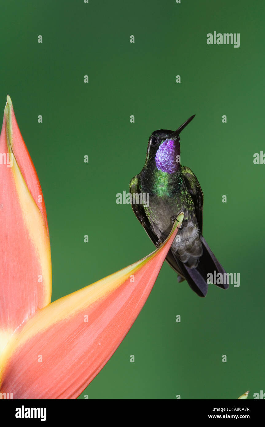 Purple-throated Mountain-gem Hummingbird Lampornis calolaema male ...