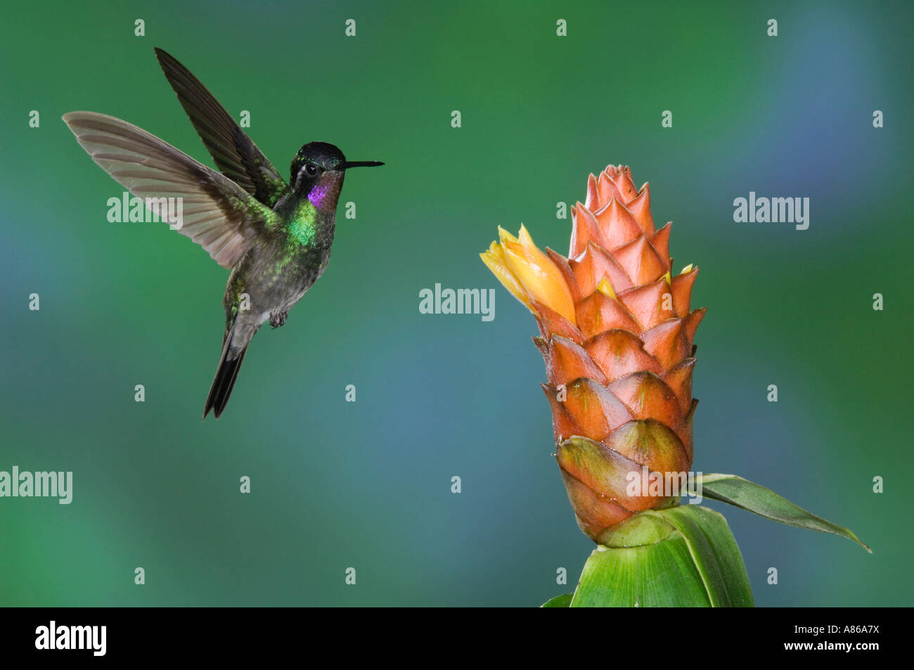 Purple-throated Mountain-gem Hummingbird Lampornis calolaema male ...