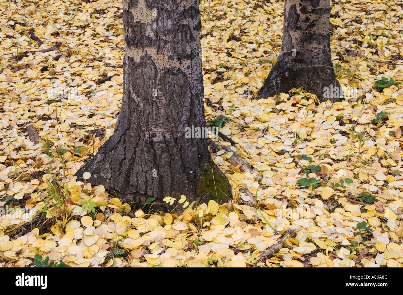 Fallen quaking aspen leaves hi-res stock photography and images - Alamy