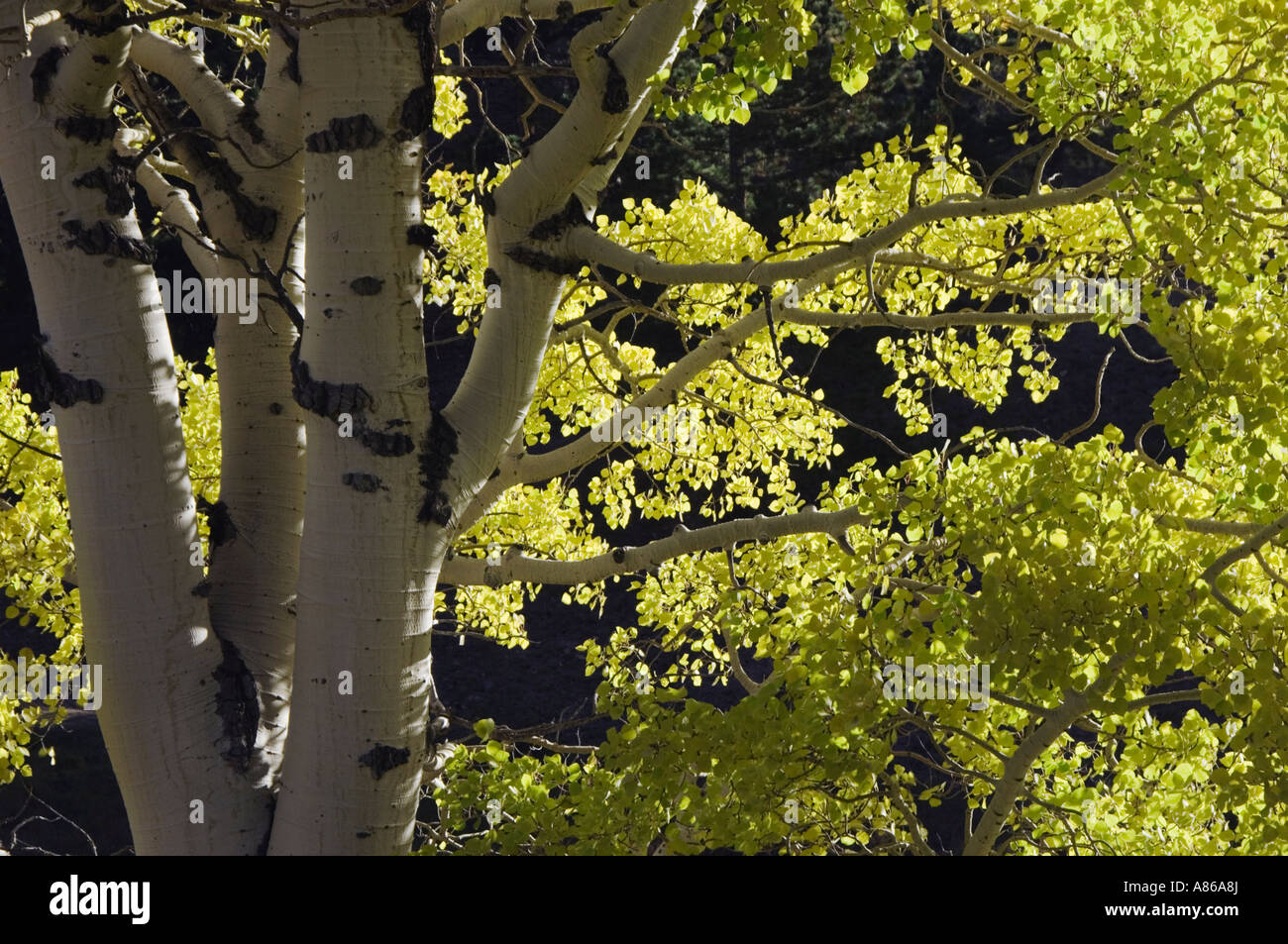 Quaking Aspen in fallcolors Rocky Mountain National Park Colorado USA ...