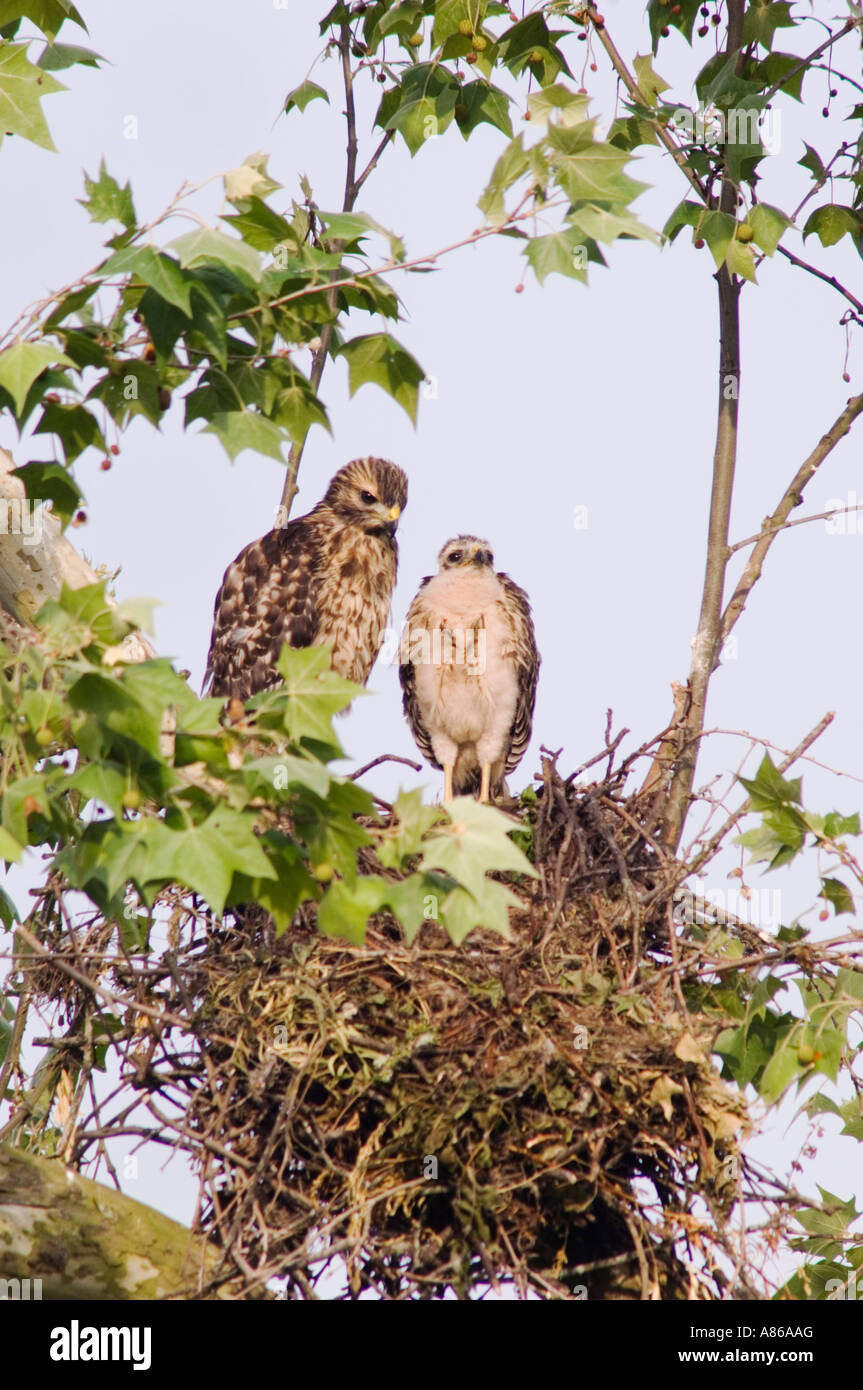 Juvenile red shouldered hawk hi-res stock photography and images - Alamy
