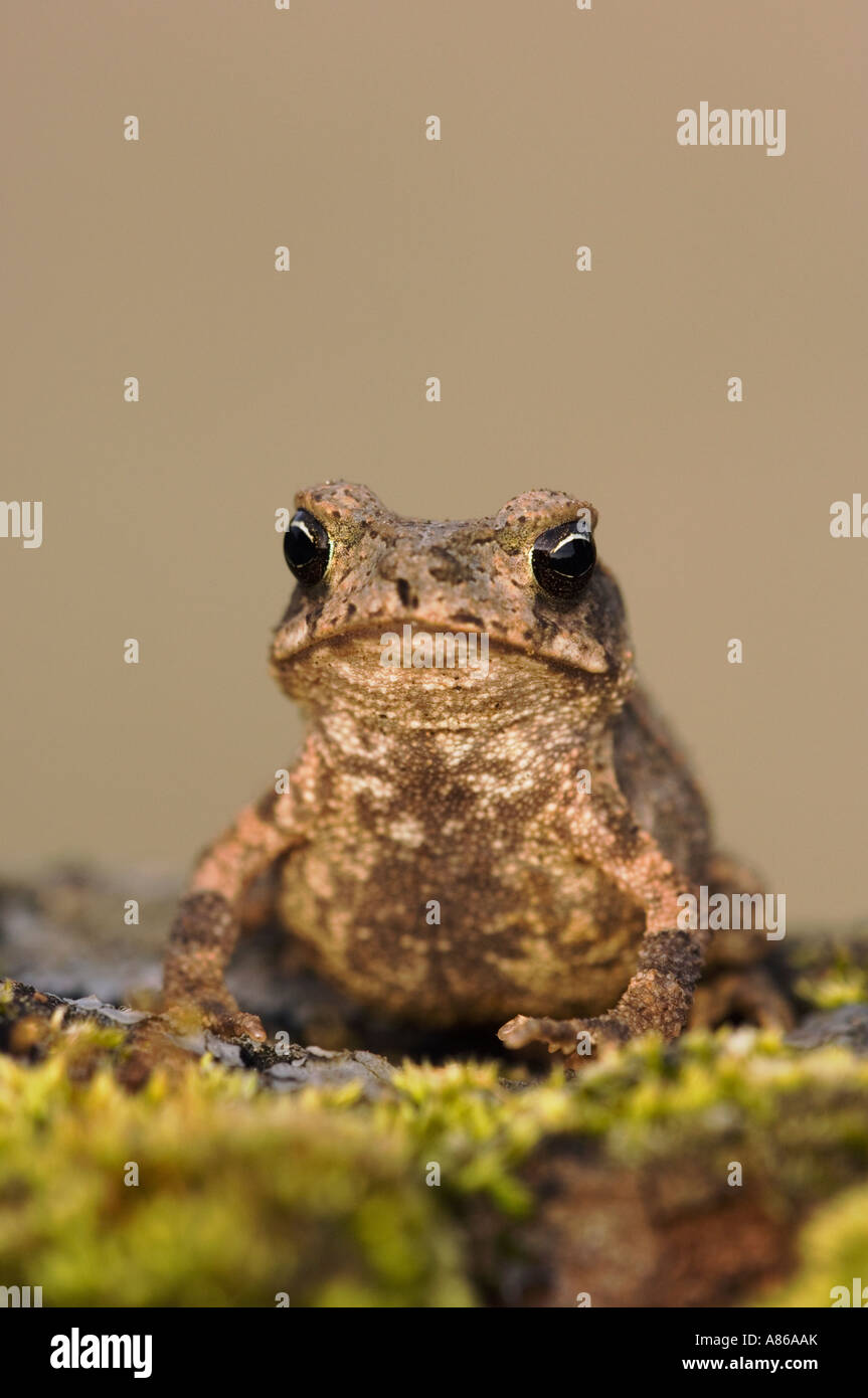 Red-spotted Toad Bufo punctatus young Uvalde County Hill Country Texas ...