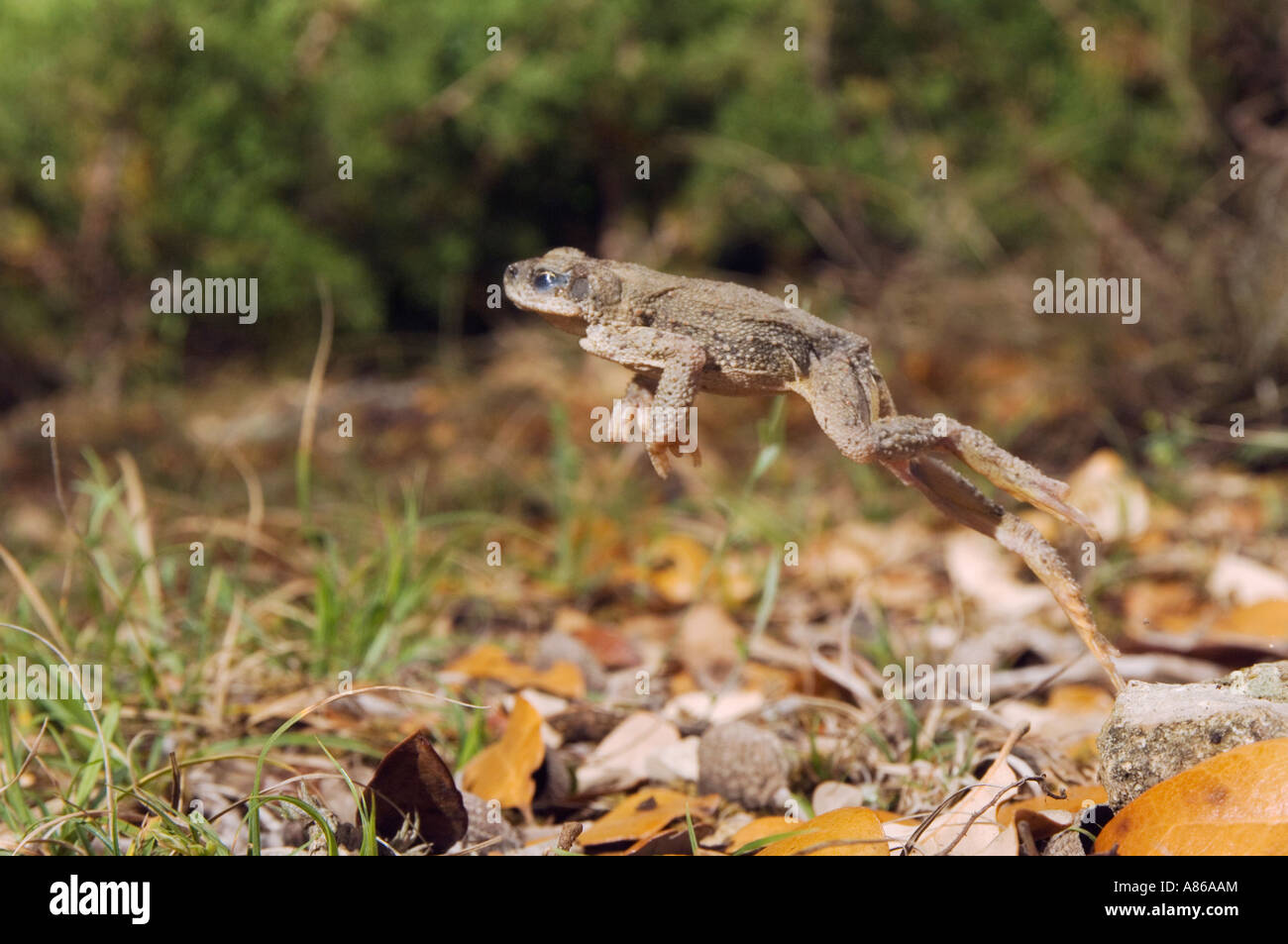 Toad jumping hi-res stock photography and images - Alamy