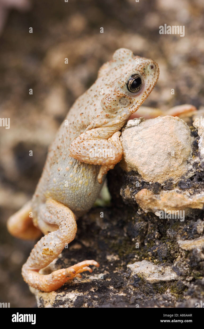 Red-spotted Toad Bufo punctatus adult on limestone Uvalde County Hill ...