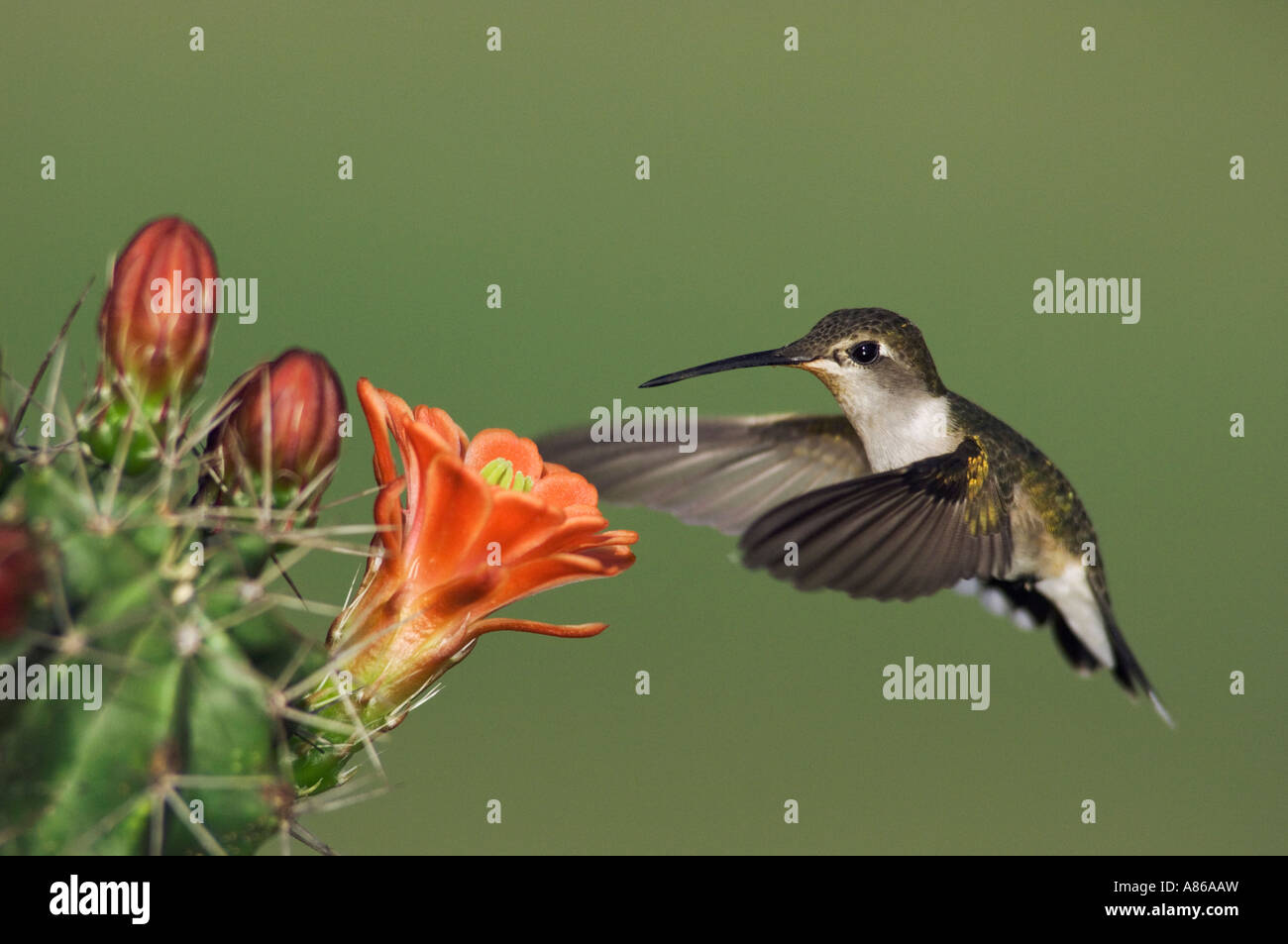 Archilochus colubris cactus hi-res stock photography and images - Alamy