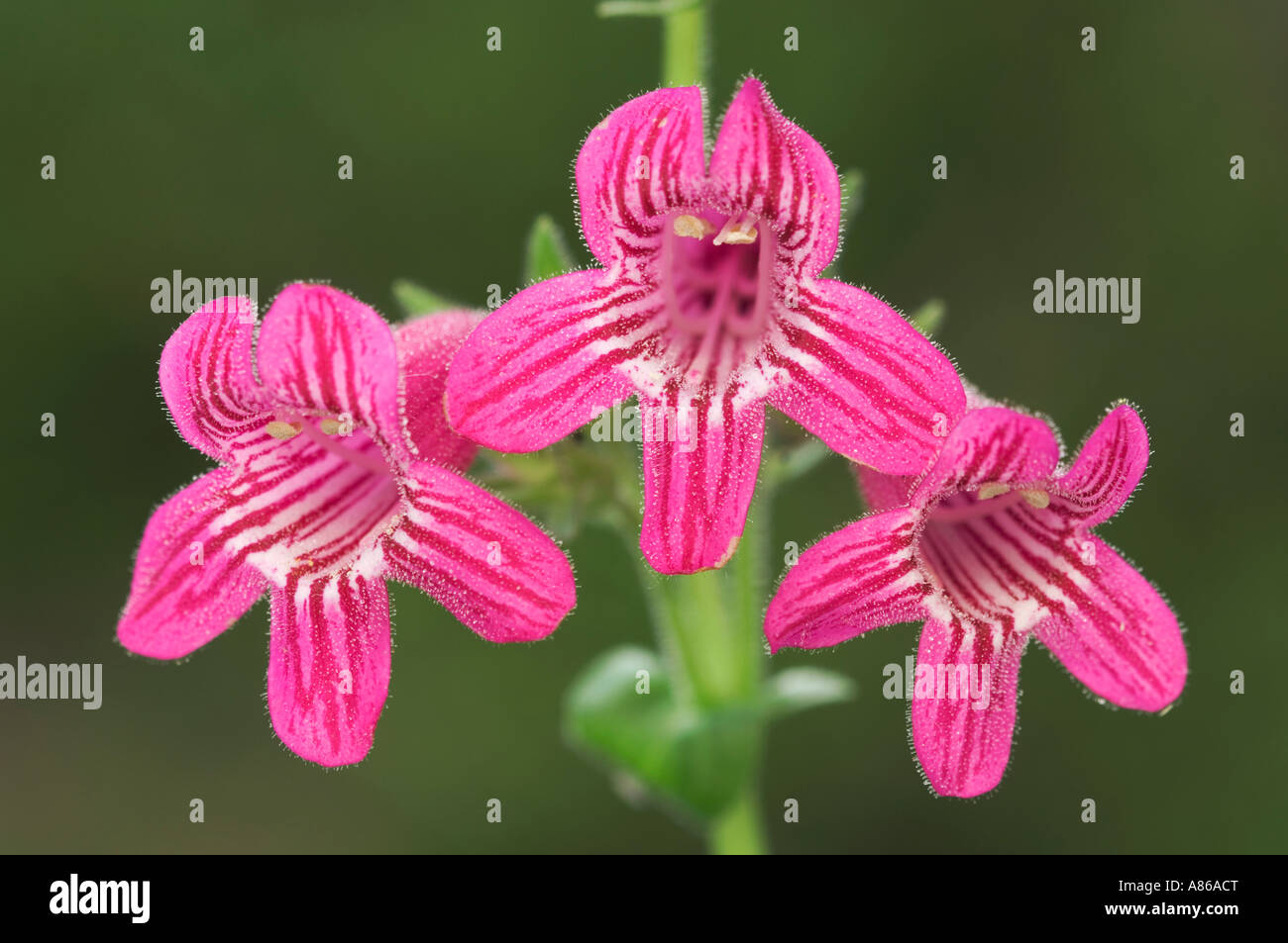 Penstemon Triflorus