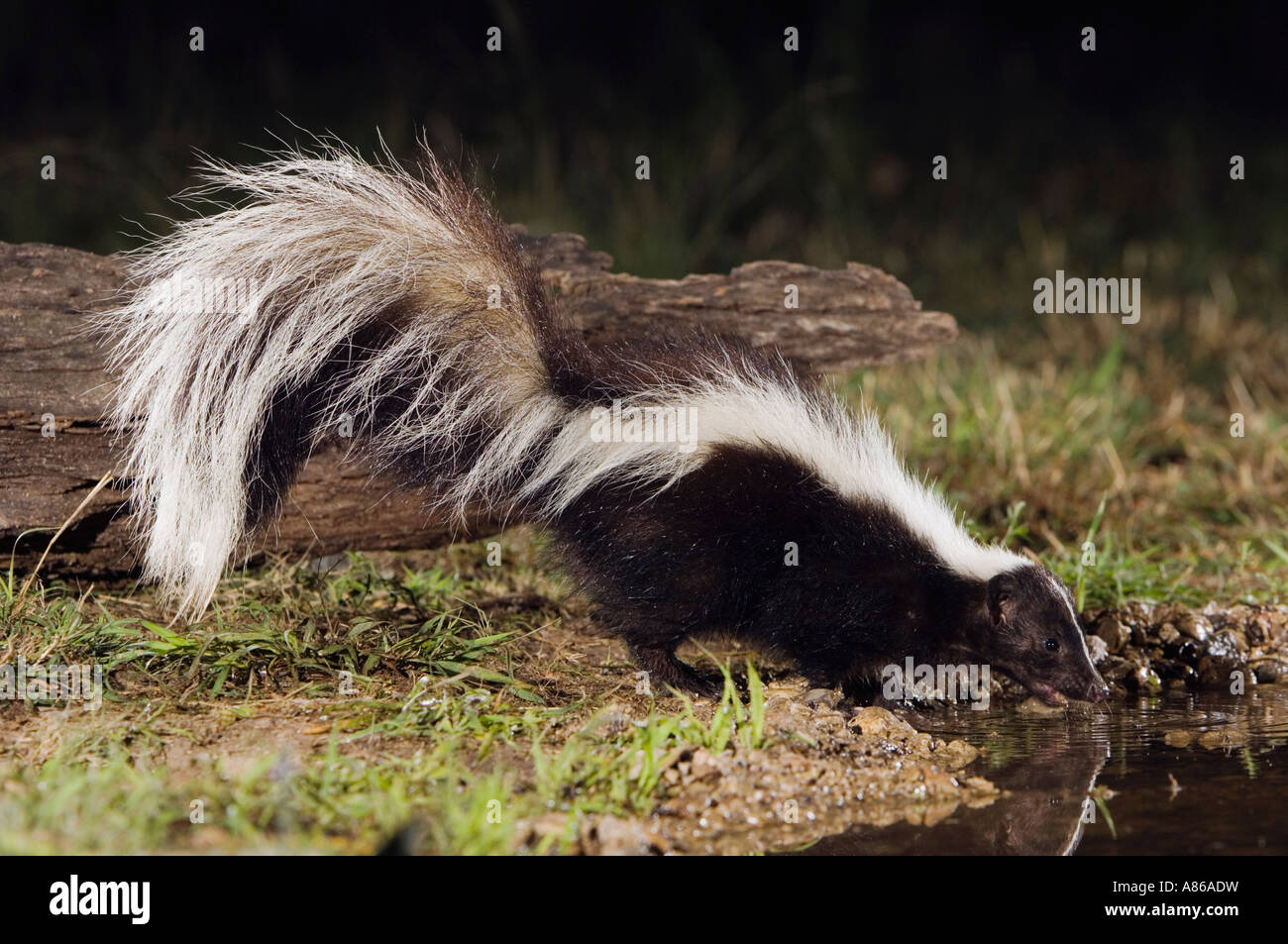 Striped Skunk Mephitis mephitis adult at night drinking Uvalde County ...