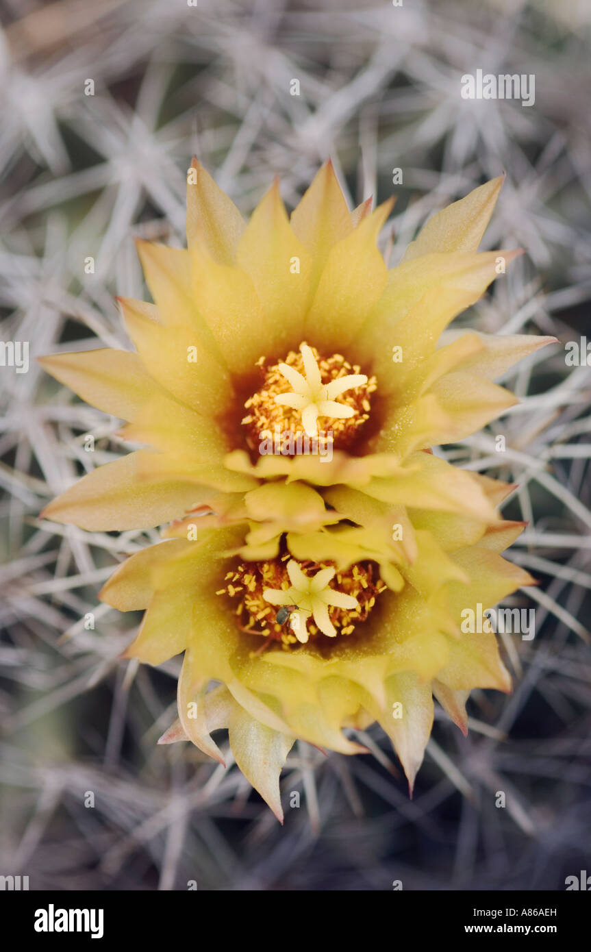 Sea urchin cactus hi-res stock photography and images - Alamy