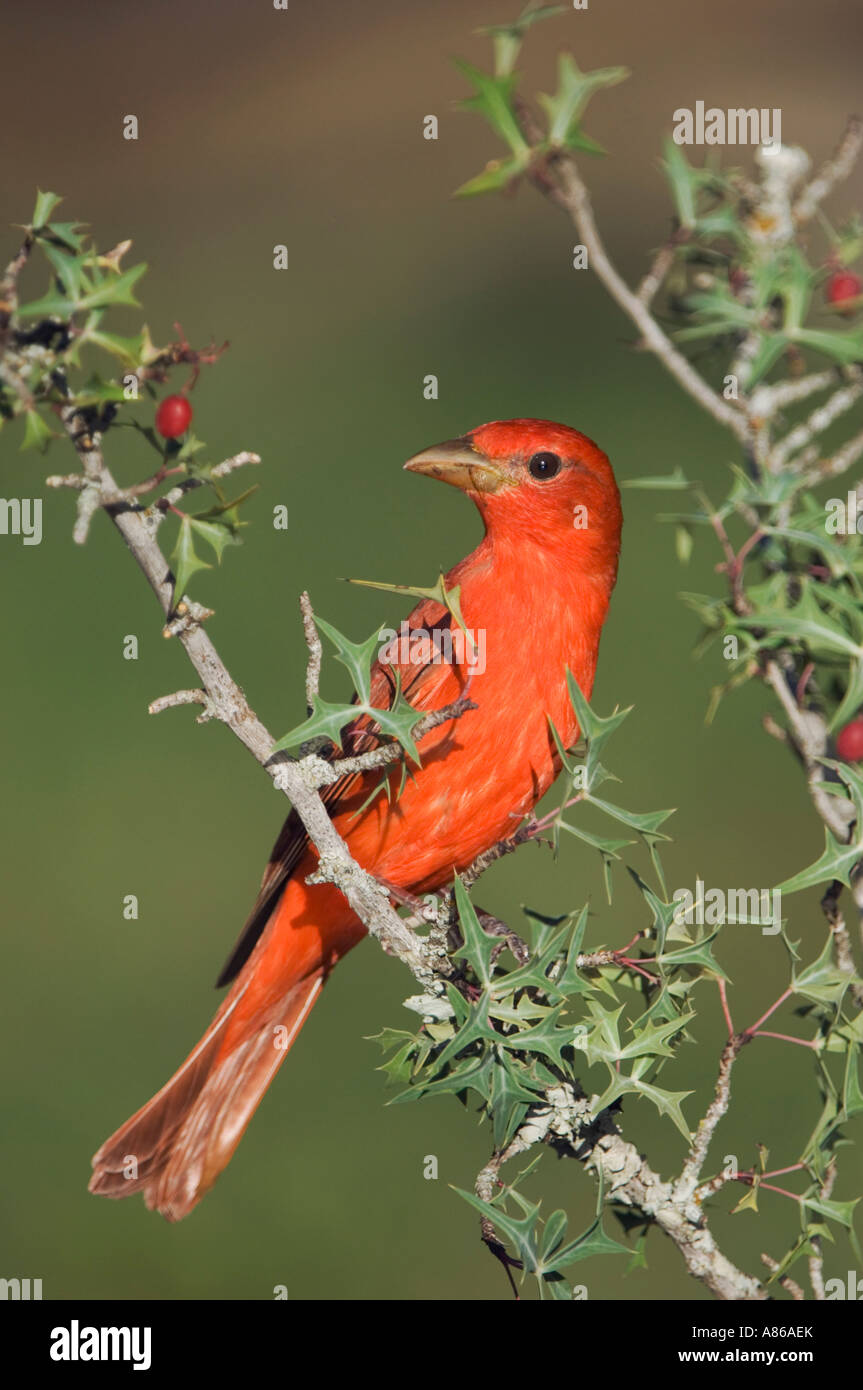 Summer Tanager Piranga rubra male eating Agarita Berberis trifoliolata ...