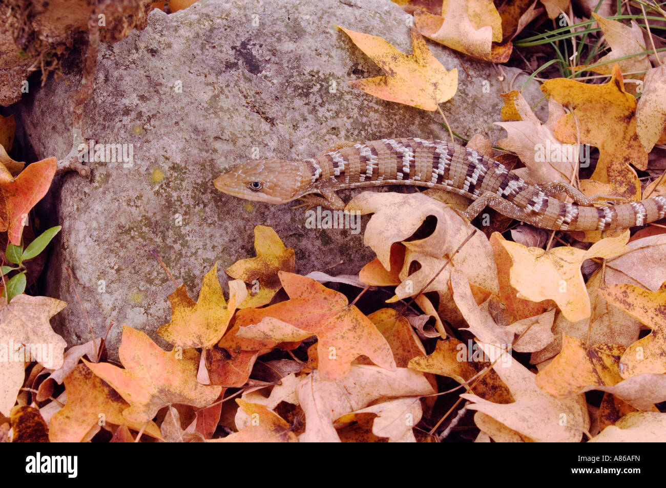 Texas Alligator Lizard Gerrhonotus infernalis adult in leaf litter of ...