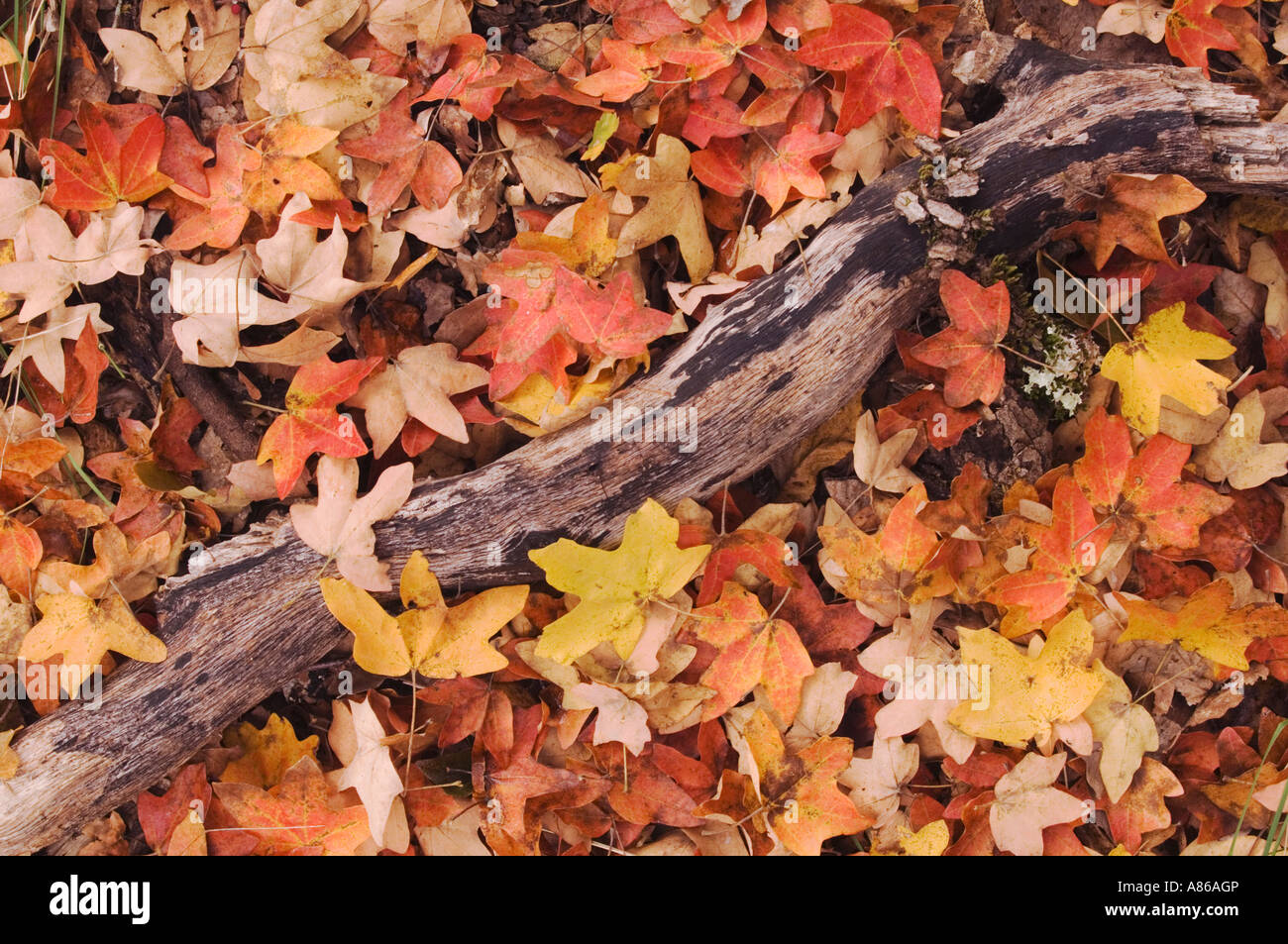 Lost maples state park texas hi-res stock photography and images - Alamy