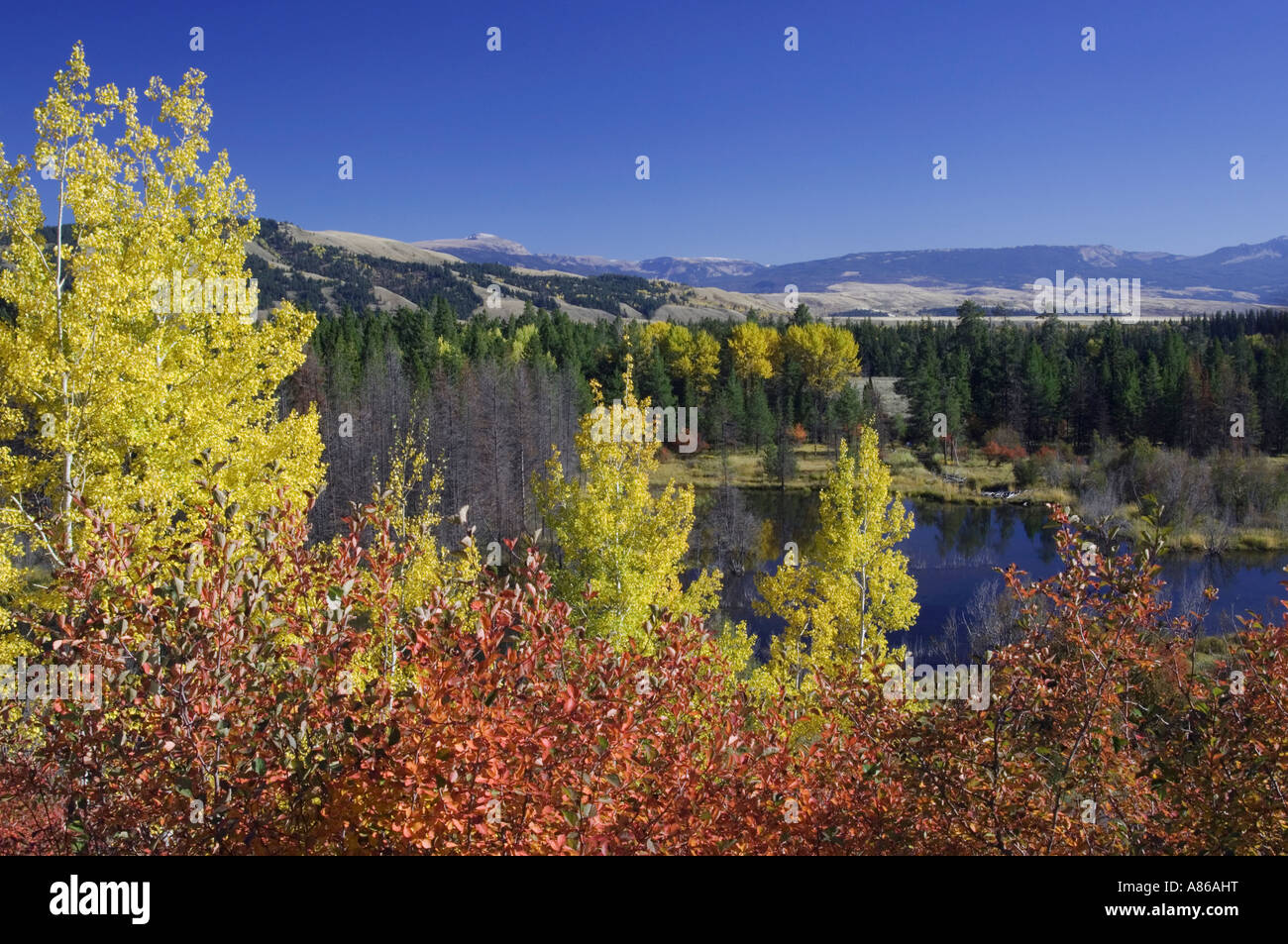 Aspen Trees and Black Hawthorn Fall colors Grand Teton NP Wyoming ...