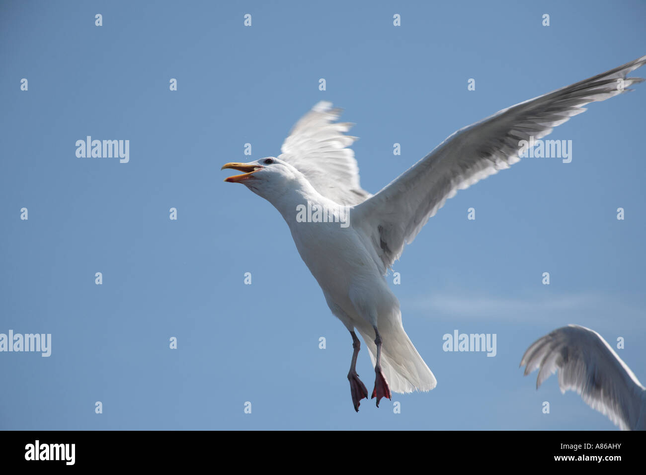 Seagull in Flight Stock Photo - Alamy
