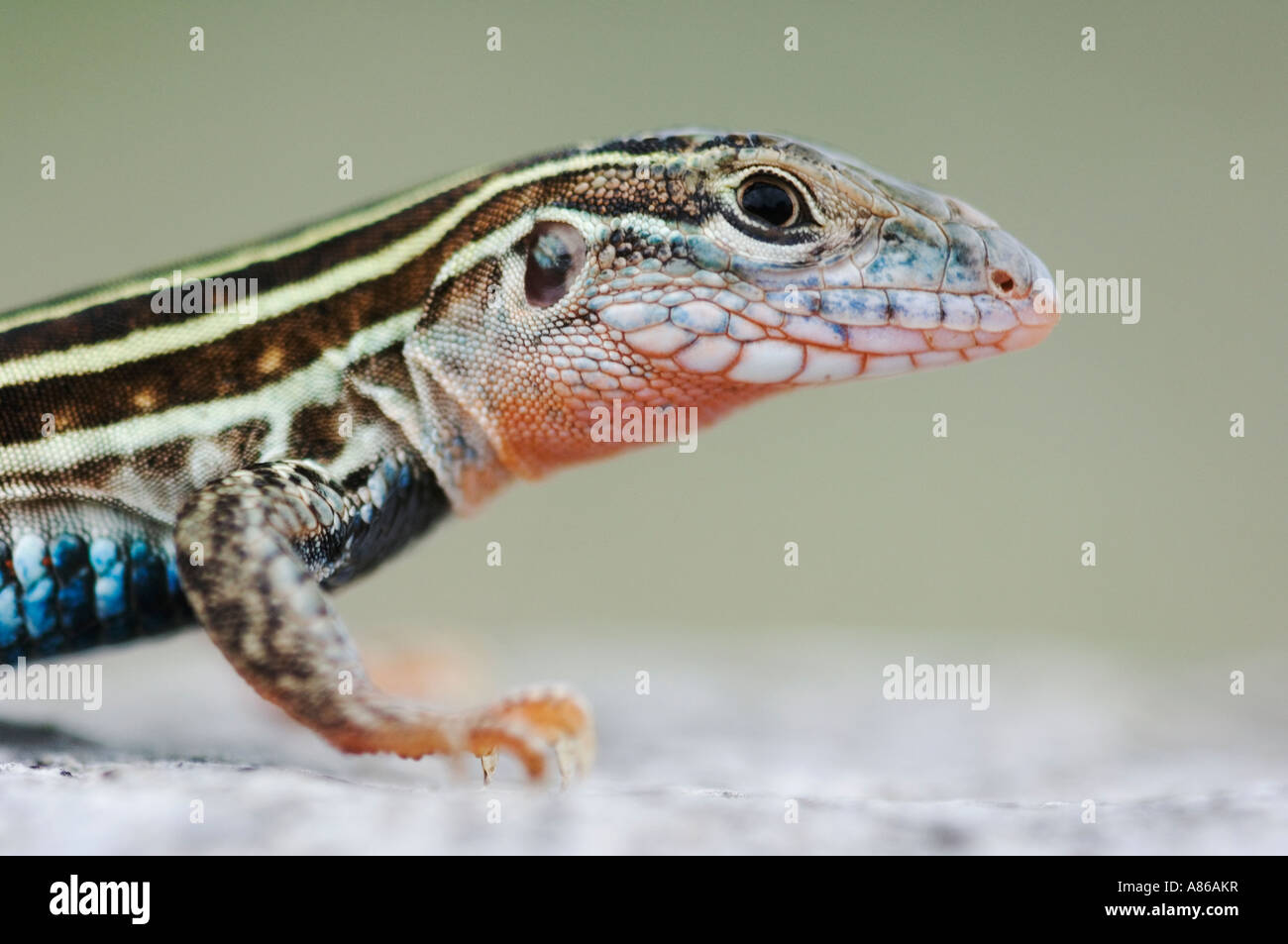 Blue whiptail lizards hi-res stock photography and images - Alamy