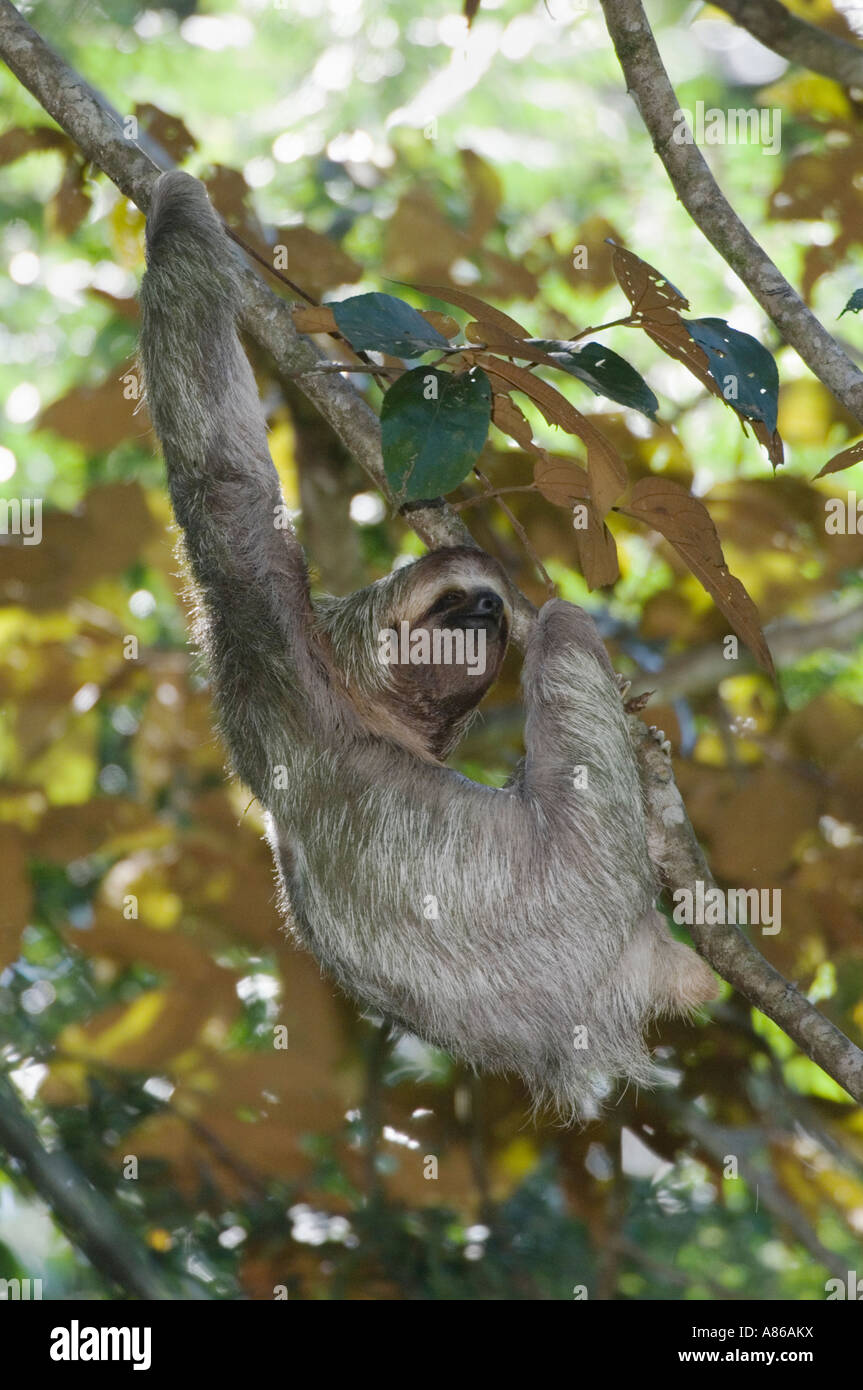 Sloth faces hi-res stock photography and images - Alamy